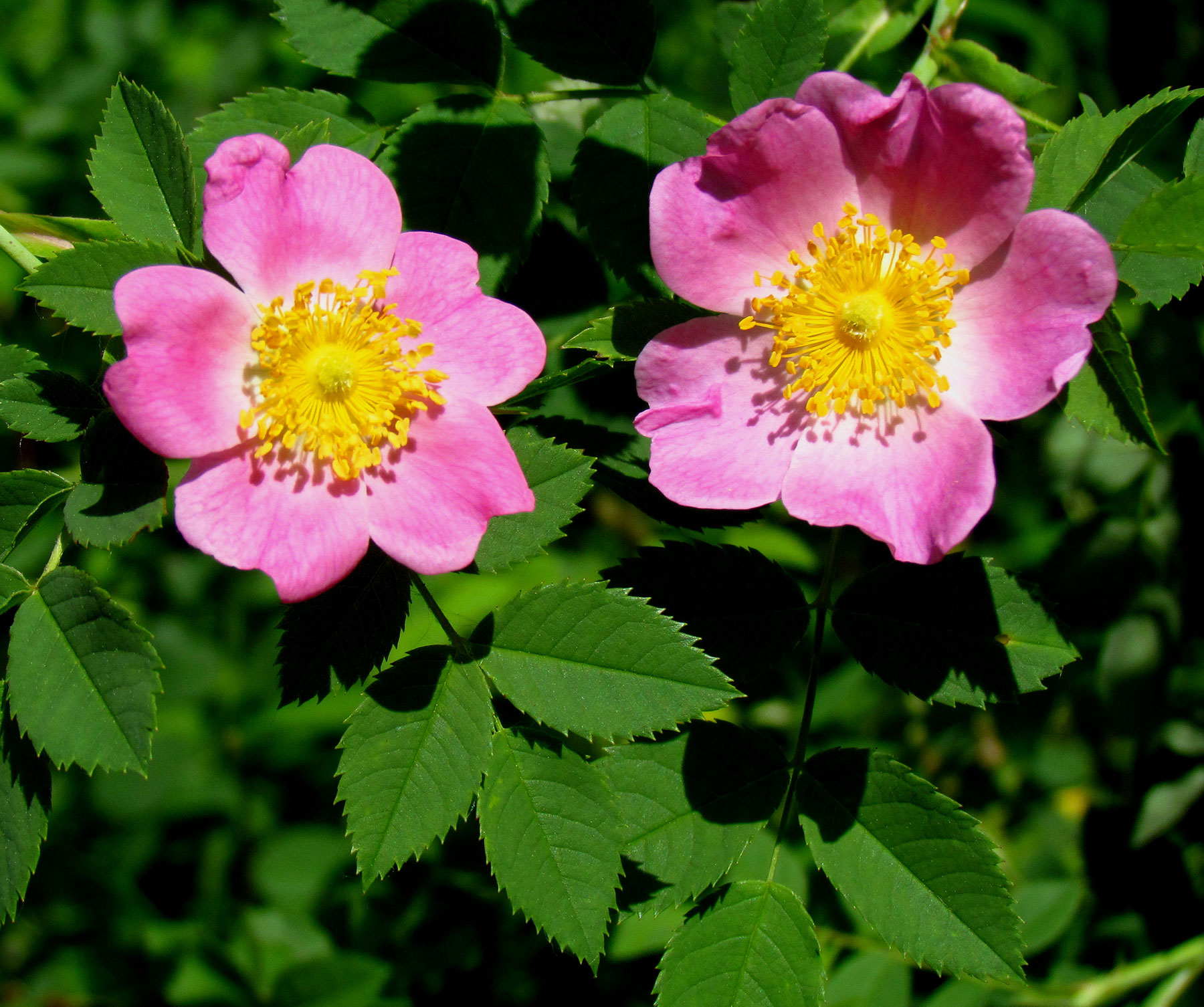 We’ve planted for pollinators!